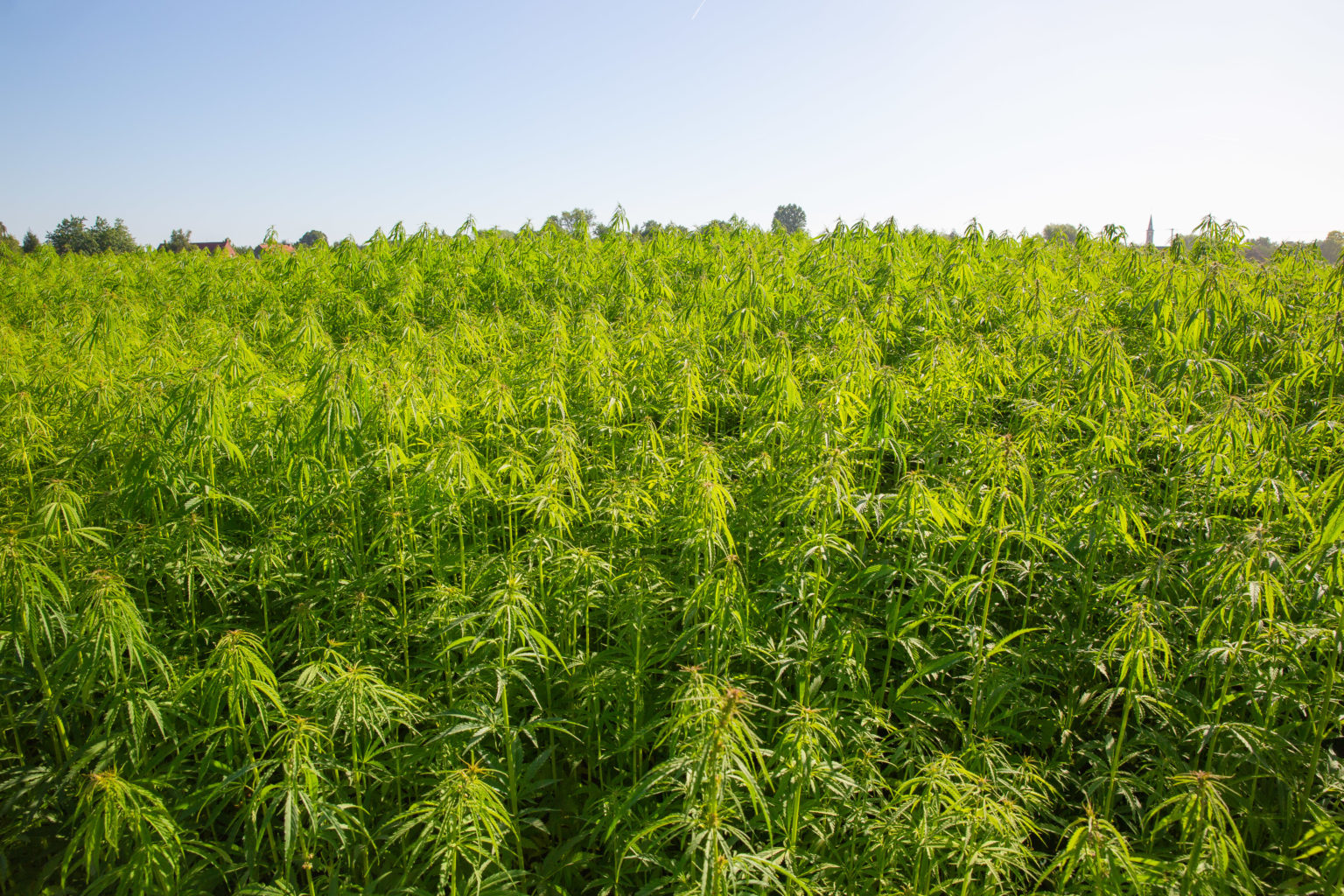 Hemp4Circularity : pour une fibre écologique, innovante, locale et ...